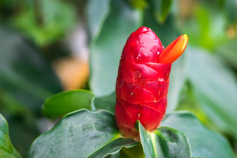 Red Indian Head Ginger Flower Stock Photo - Image of vibrant, beautiful ...