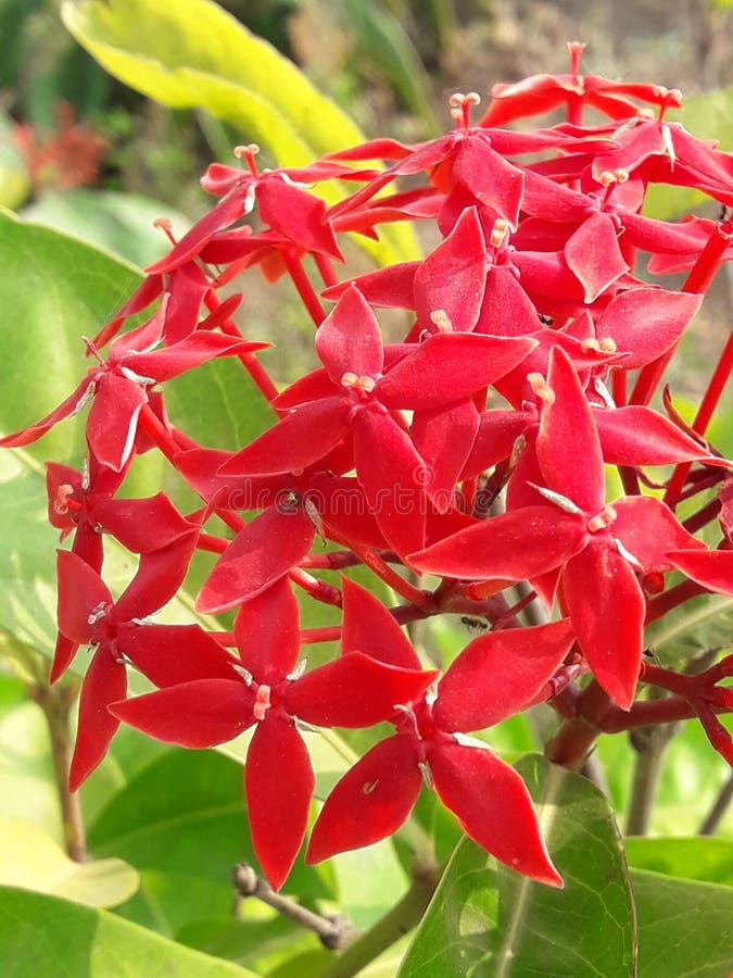 Red Indian Jamin Flower/ Ixora Flower - Image Stock Photo - Image of ...