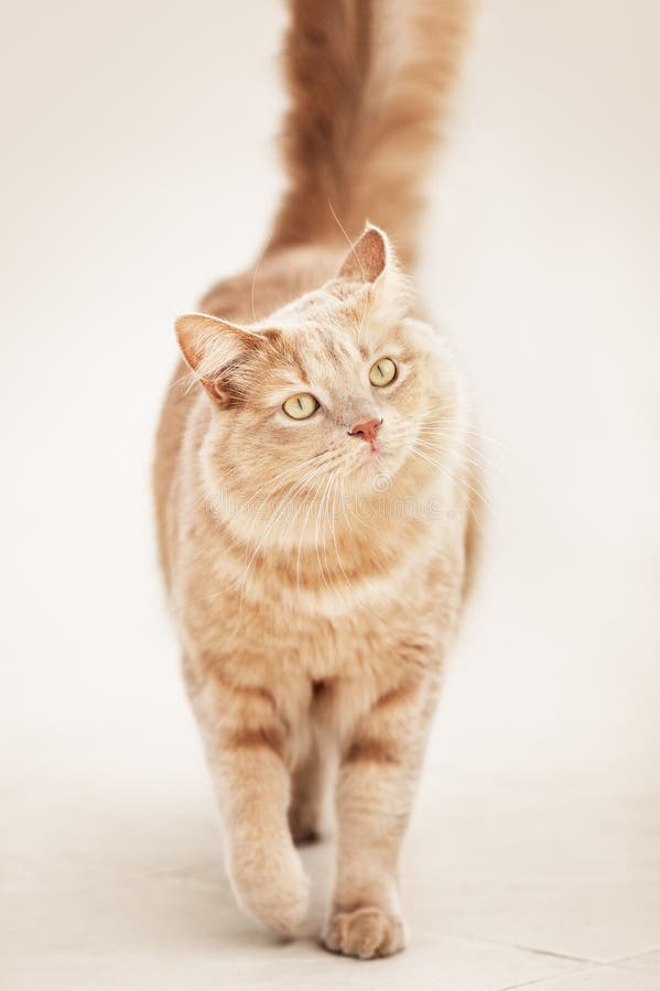 Red Indoor Cat Walking. Warm Gradient Light Stock Image - Image of ...