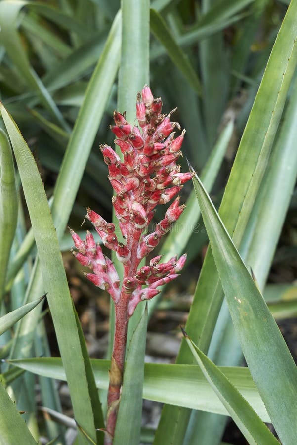 Aechmea plant close up stock photo. Image of leaf, plant - 121796078