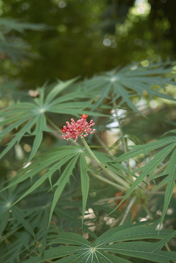 Jatropha Multifida Close Up Stock Image - Image of green, branch: 147124817