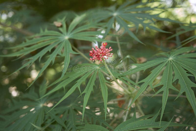 Jatropha Multifida Close Up Stock Photo - Image of leaf, inflorescence ...