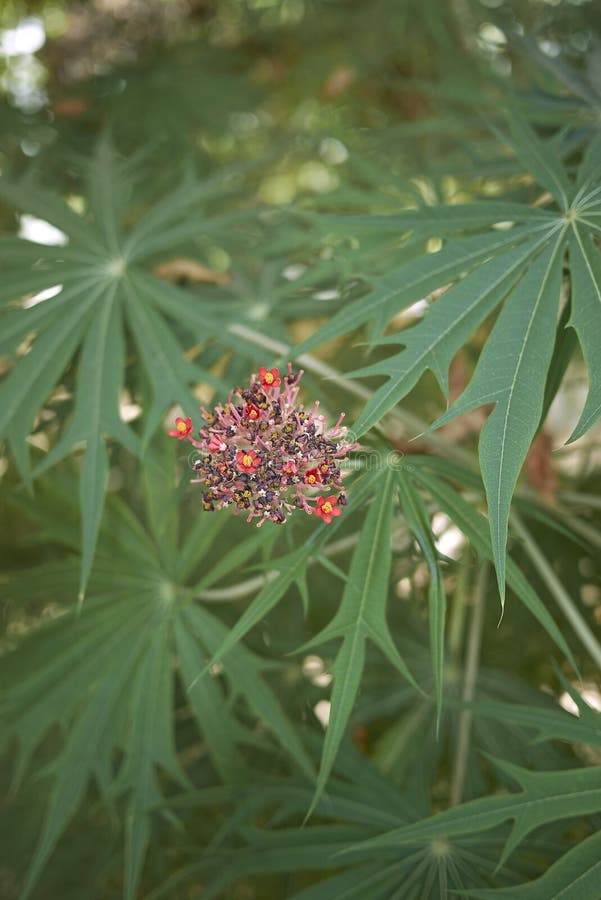 Jatropha Multifida Close Up Stock Photo - Image of rhubarb, green ...