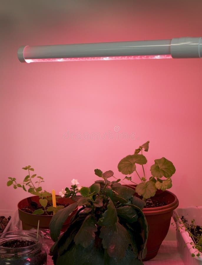 122 Infrared Heat Light Therapy Photos - Free & Royalty-Free Stock ...