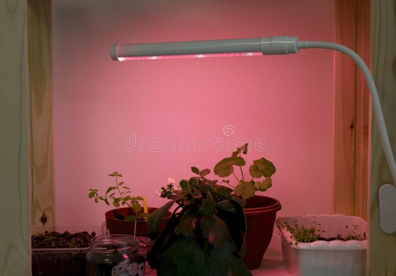 Red Infrared Light Over Plants in the Lab Stock Photo - Image of ...