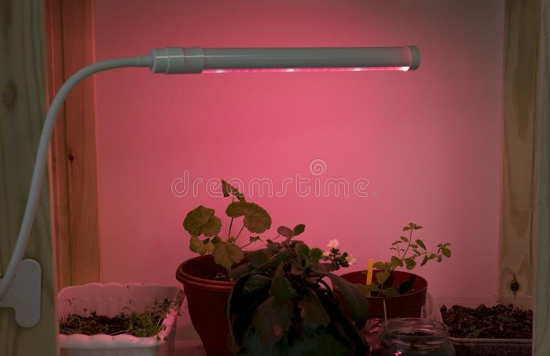 Red Infrared Light Over Plants in the Lab Stock Photo - Image of ...