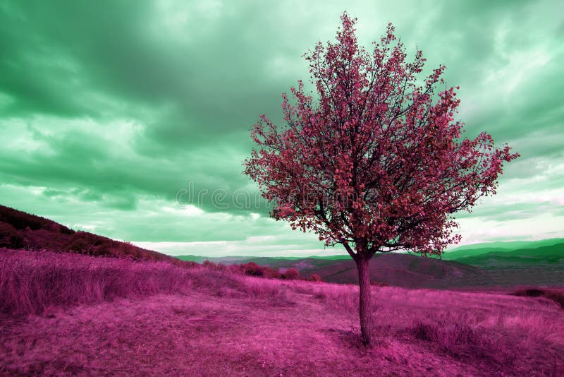 Red Infrared Tree Background Stock Image - Image of tree, cloudy: 69333501