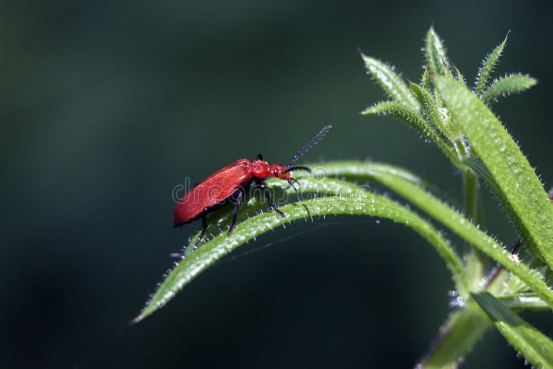 Red insect stock image. Image of face, macro, antenna - 31720977