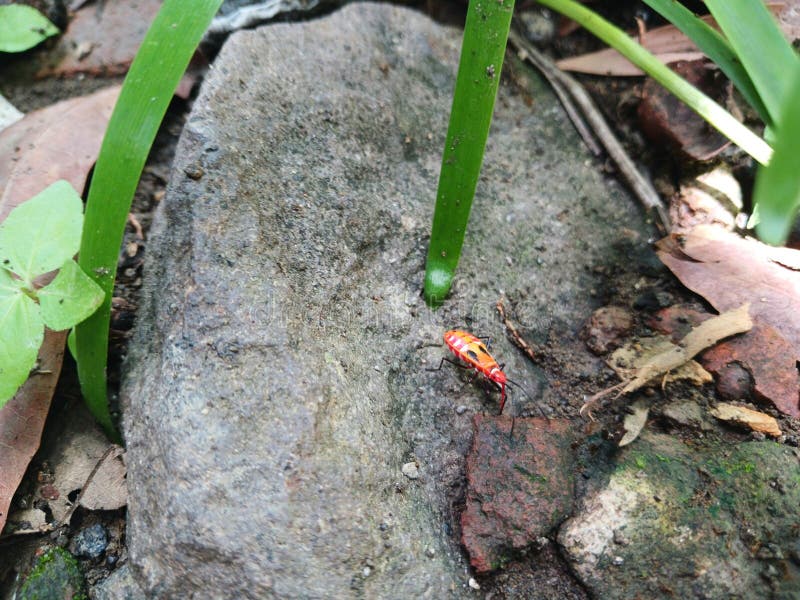 Red Insect on Big Natural Stone. Red Insect Stock Photo - Image of ...
