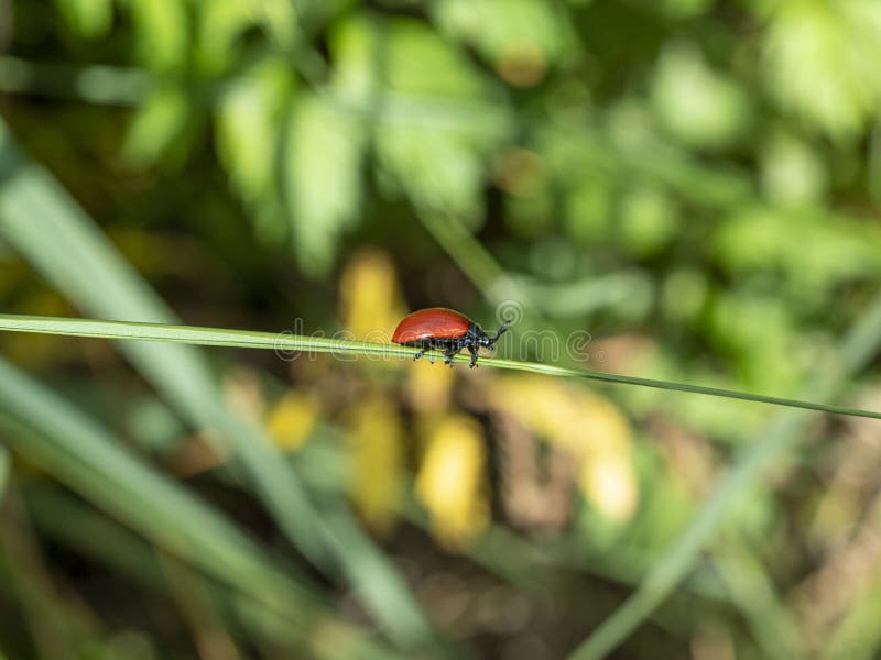 Red Insect on a Blade of Grass Stock Photo - Image of nature, meadow ...