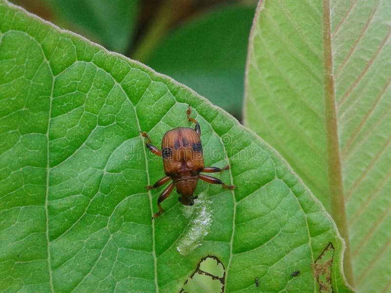 520 Insect Guava Stock Photos - Free & Royalty-Free Stock Photos from ...