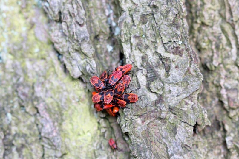 Red Insect Firebug Pyrrhocoris Apterus on a Tree Trunk Bark Stock Image ...