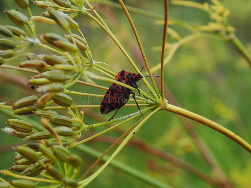 Red insect in the grass stock image. Image of tree, leave - 38506315