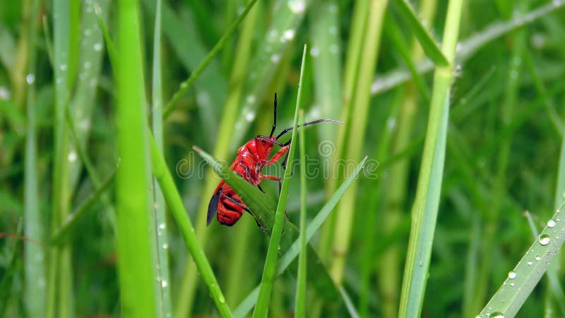 Red Insect with Grass in the Forest Stock Photo - Image of ladybug ...