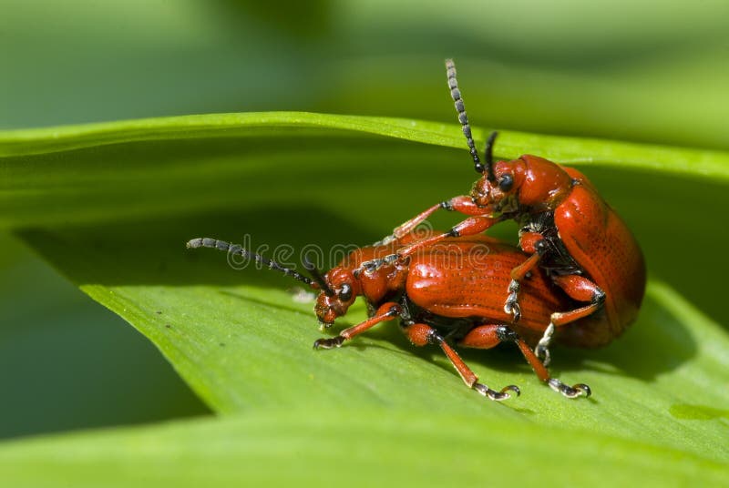 Red insect on a green leaf stock image. Image of leaf - 13426209