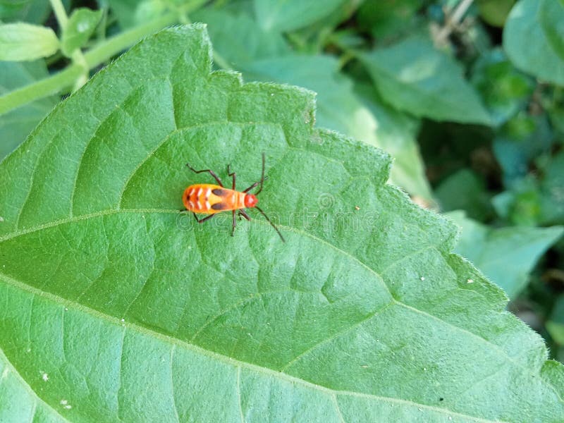 Red insect on green leaf stock image. Image of produce - 254658919