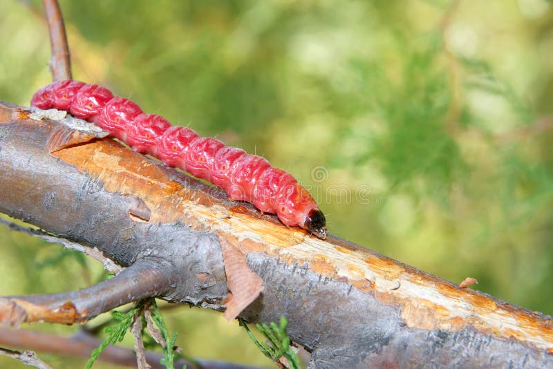 Red insect larva stock photo. Image of bugs, animals - 26524346