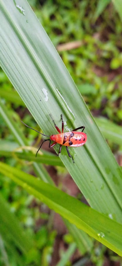 Red Insect on a Leaf Looking for Food Stock Photo - Image of ...