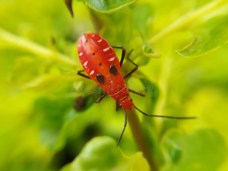 Red Insect Feeding Nutrient on Okra. Stock Photo - Image of green ...
