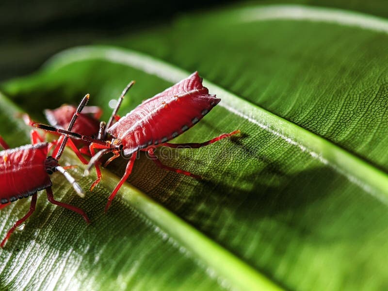 Red insect on the leaves stock photo. Image of macro - 272095144