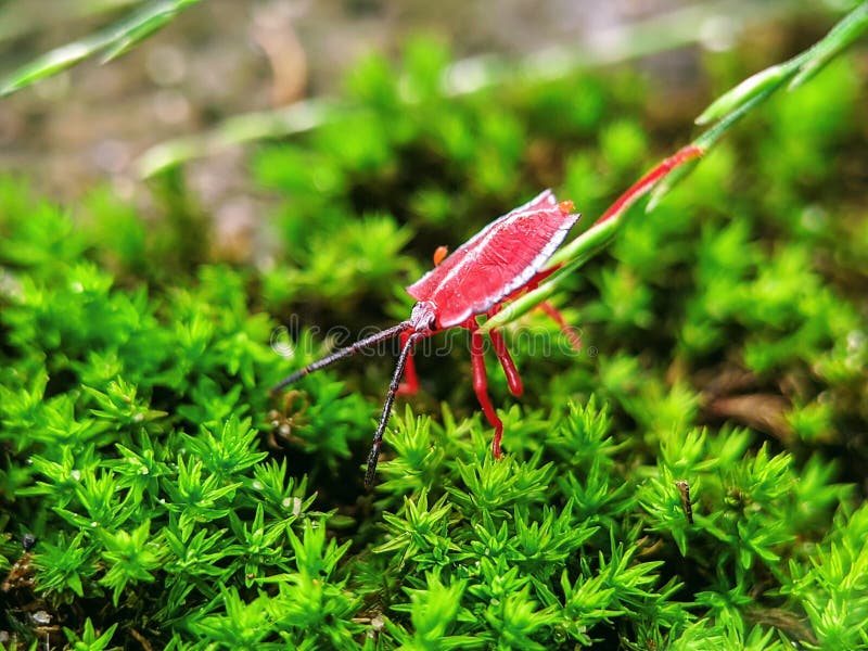 Red insect in the moss stock photo. Image of insect - 271937054