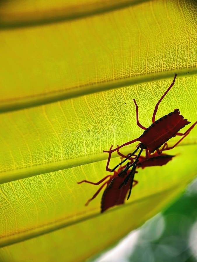 Red insect in the leaves stock image. Image of invertebrate - 271937093