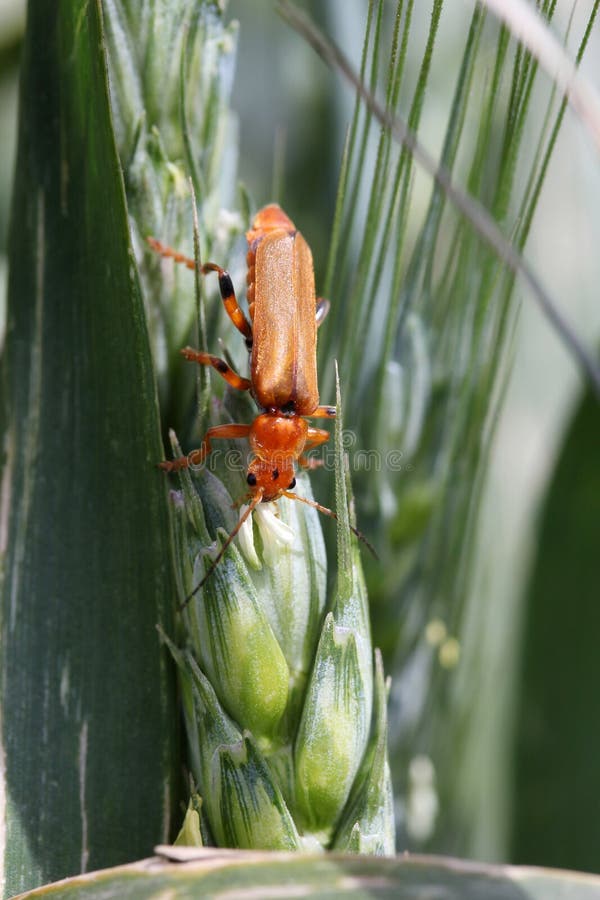 Red insect stock photo. Image of epidemic, plain, pest - 188795010