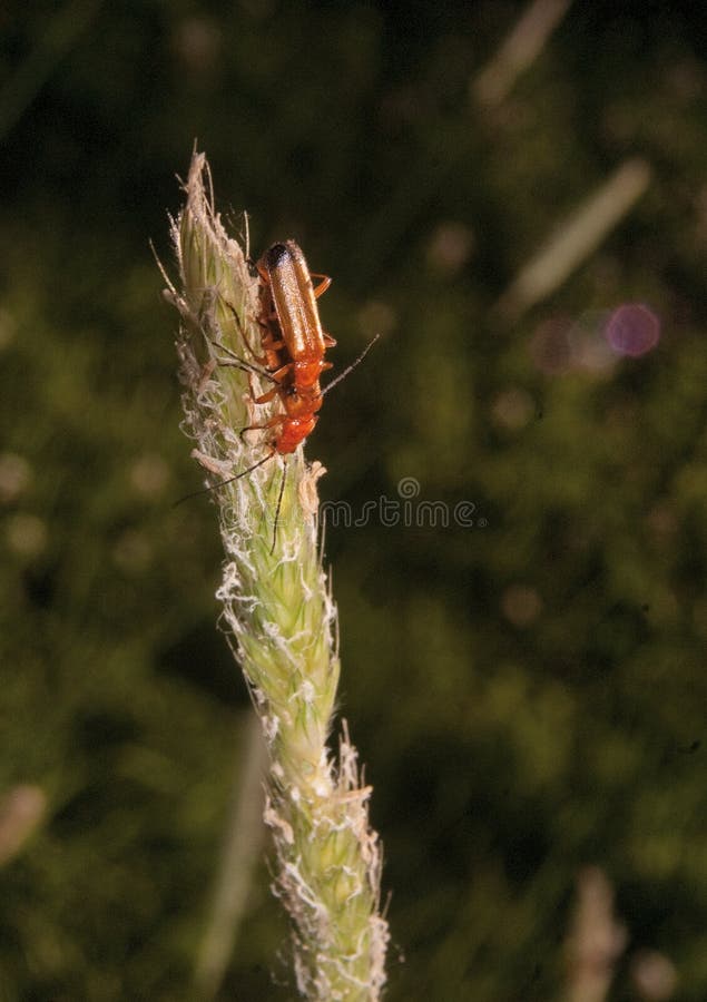 Red insect stock image. Image of green, wildlife, insect - 32430393