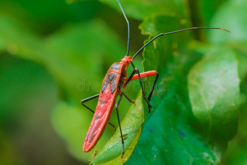 Red insects stock image. Image of bright, insects, rest - 60501531