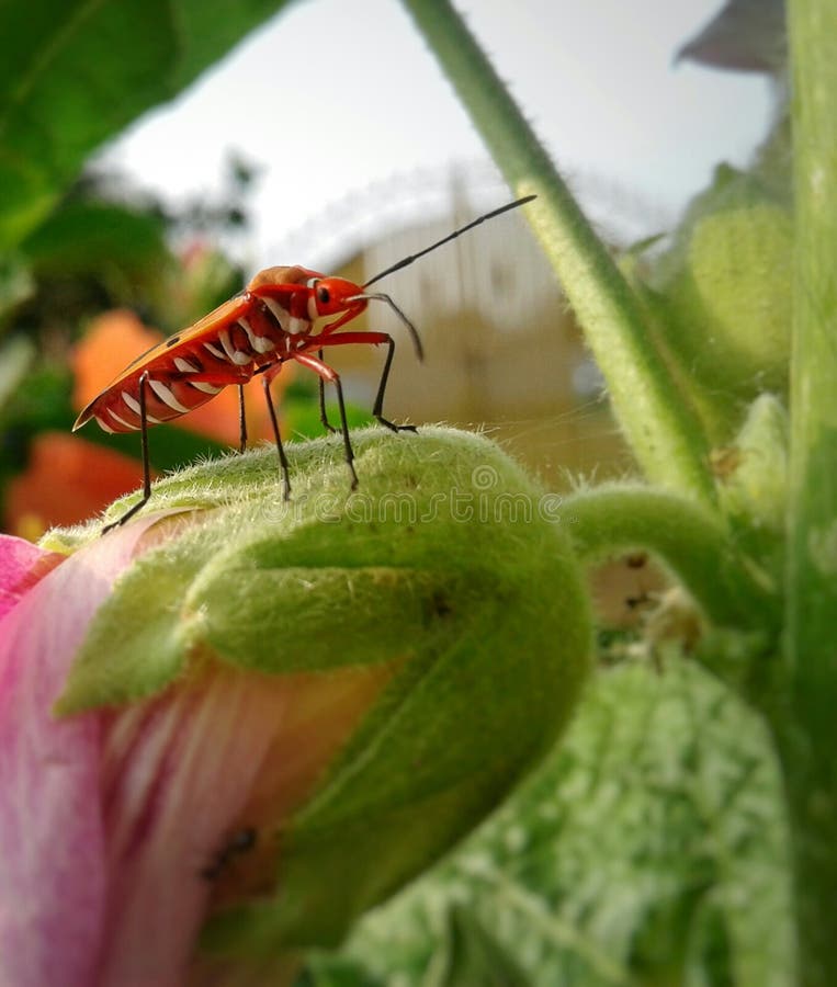 Red insects in garden stock photo. Image of garden, phone - 184325484