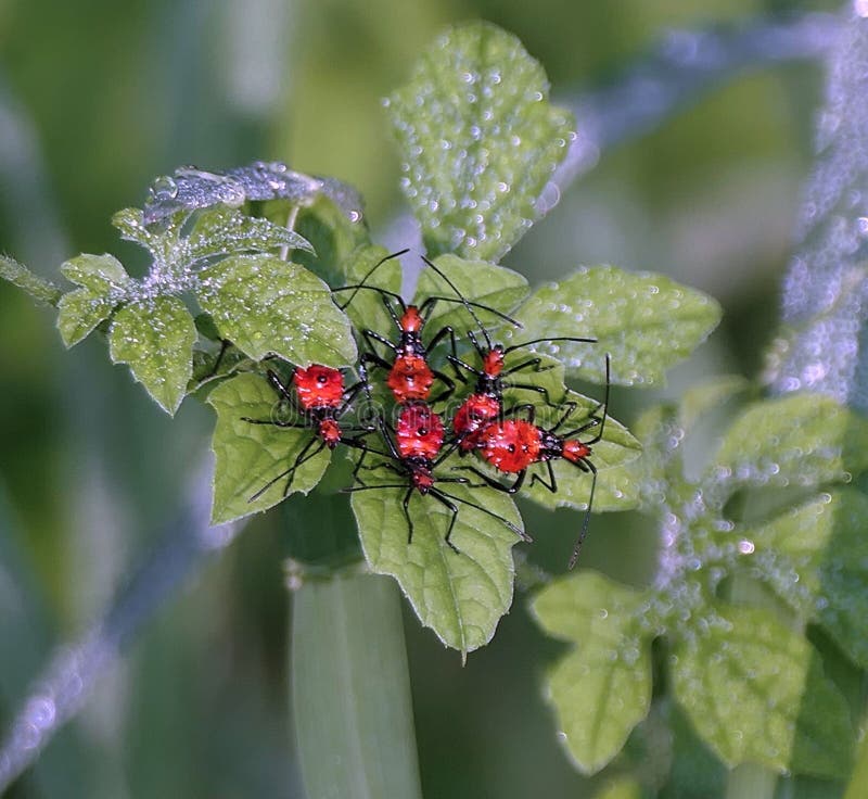 Red Insects on Green Leaves Stock Image - Image of legs, macro: 344746425