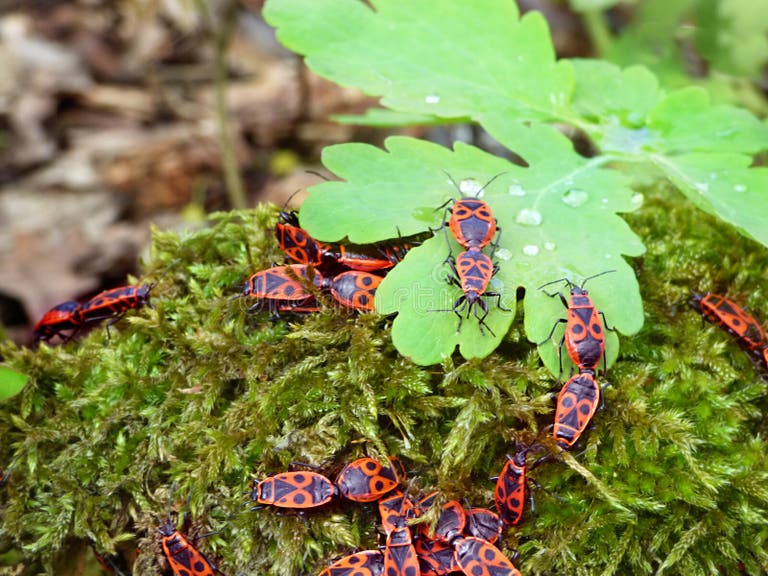 Red insects stock photo. Image of insect, colorful, fauna - 95667376