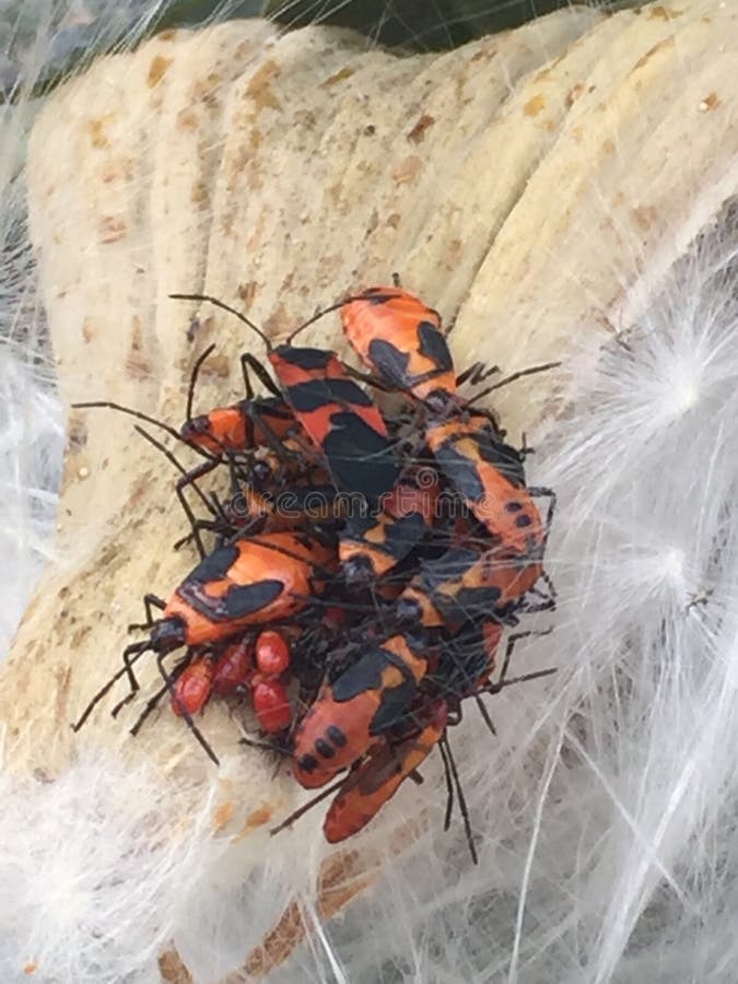Red Insects stock photo. Image of plant, bugs, spots - 142579434