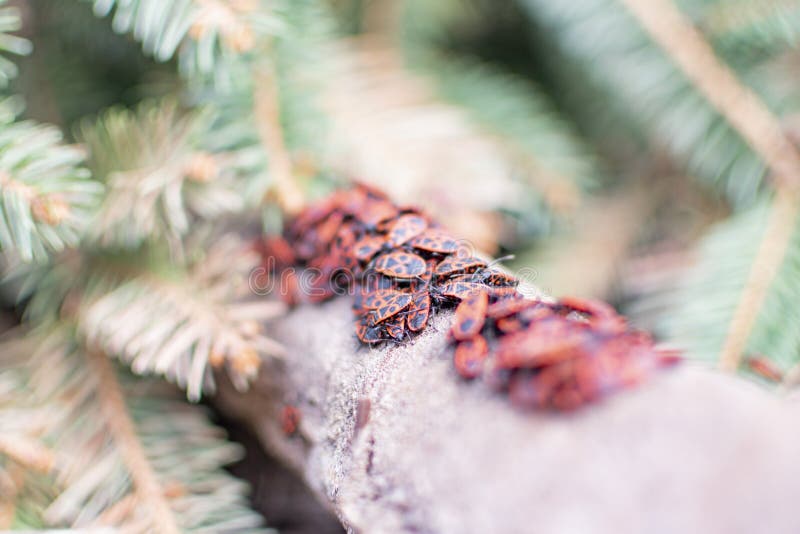 Red insects on a tree stock image. Image of closeup - 177800665