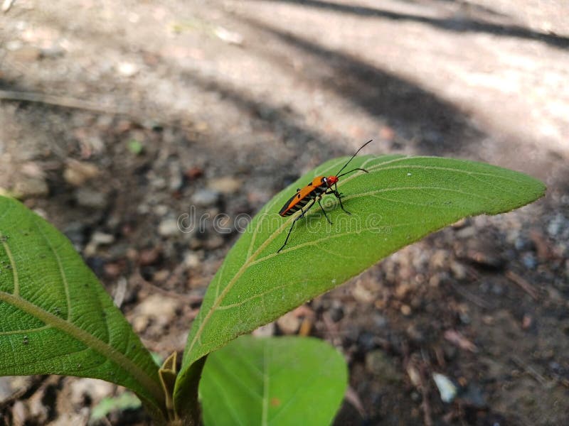 Red Insects on Young Teak Leaves. Red Insect Stock Photo - Image of ...