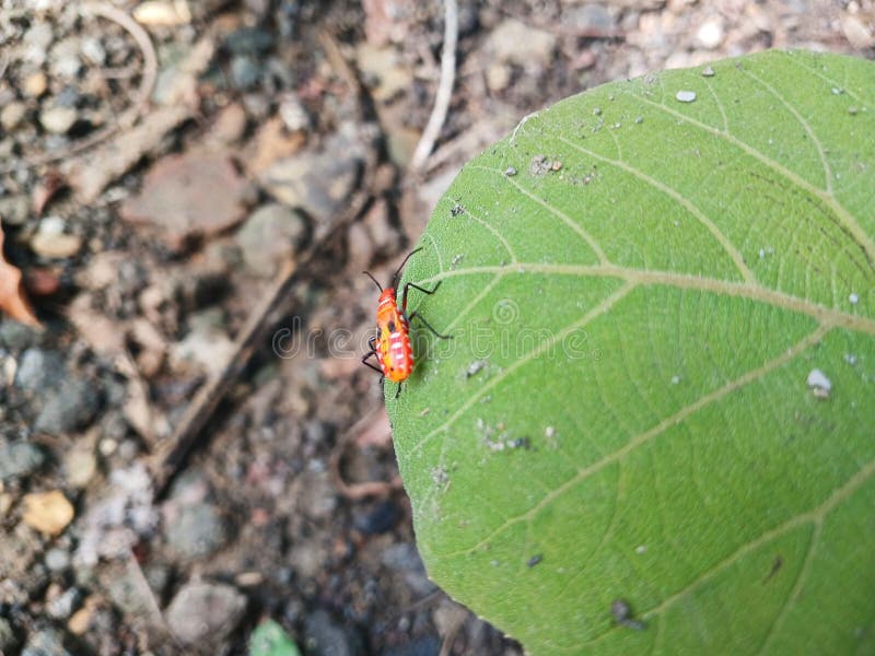 Red Insects on Young Teak Leaves. Red Insect Stock Photo - Image of ...