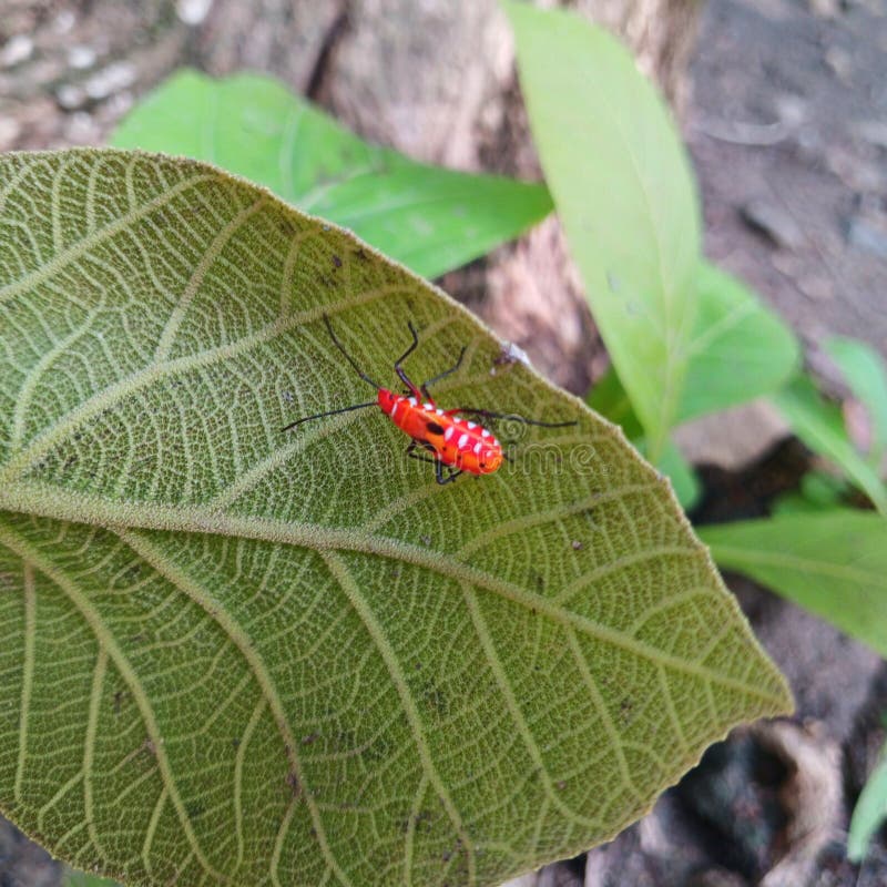 Red Insects on Young Teak Leaves. Red Insect Stock Photo - Image of ...