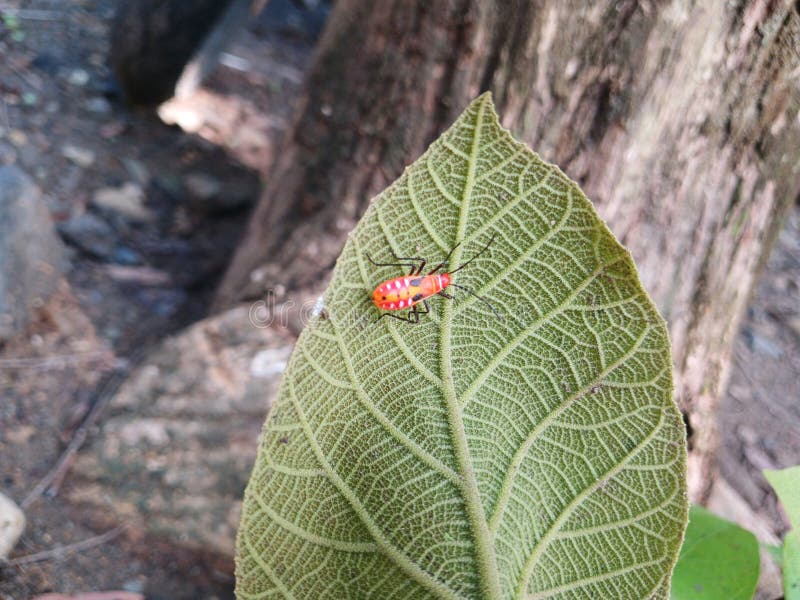 Red Insects on Young Teak Leaves. Red Insect Stock Photo - Image of ...