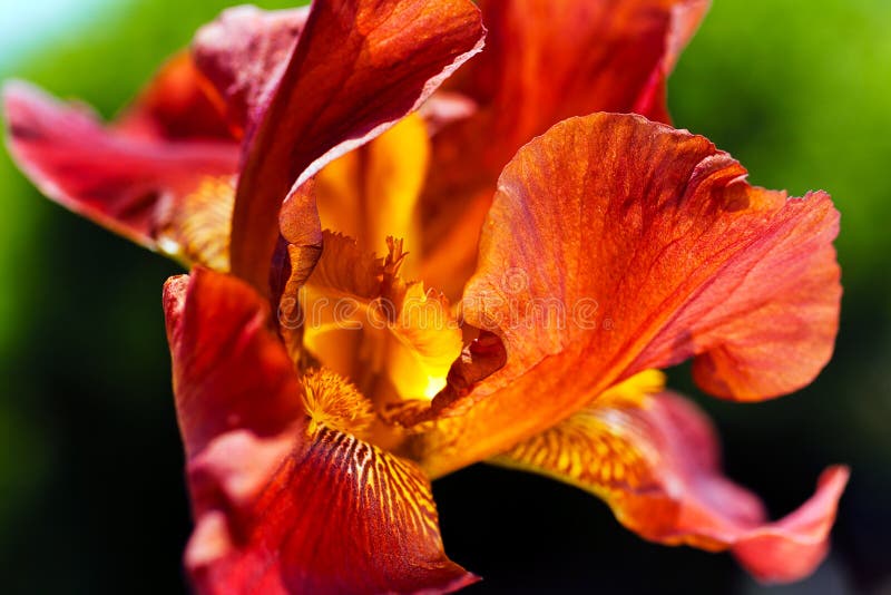 Red iris stock photo. Image of plant, summer, beauty - 72781066