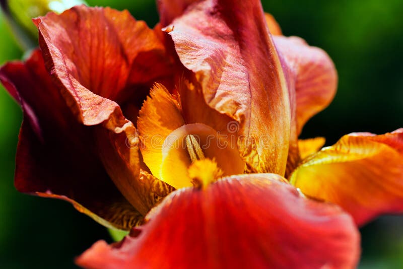 Red iris stock photo. Image of holiday, spring, natural - 72781094
