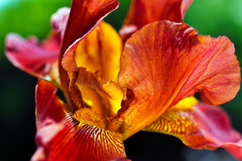 Red iris stock image. Image of garden, bloom, blooming - 72781255