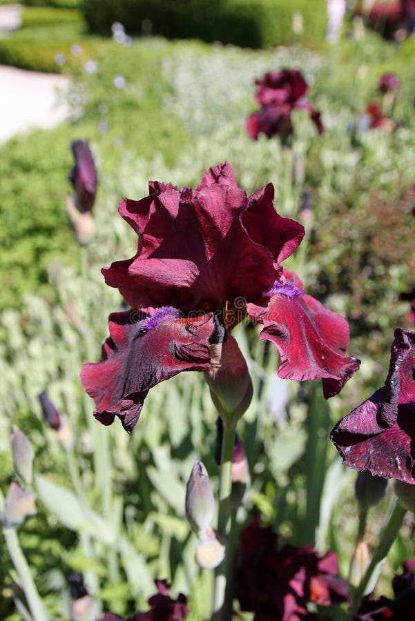 Red Iris stock photo. Image of outdoor, plant, dark, grass - 93913908