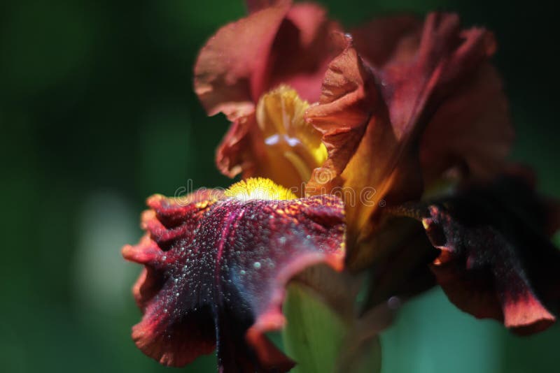 Red Iris Flower in the Garden. Macro Stock Image - Image of decay, lily ...