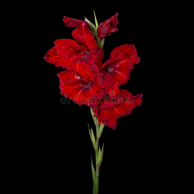 Red Iris Flower Isolated on Black Background Stock Image - Image of ...