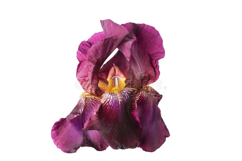 Red Iris Flower Isolated on White Background Stock Image - Image of ...