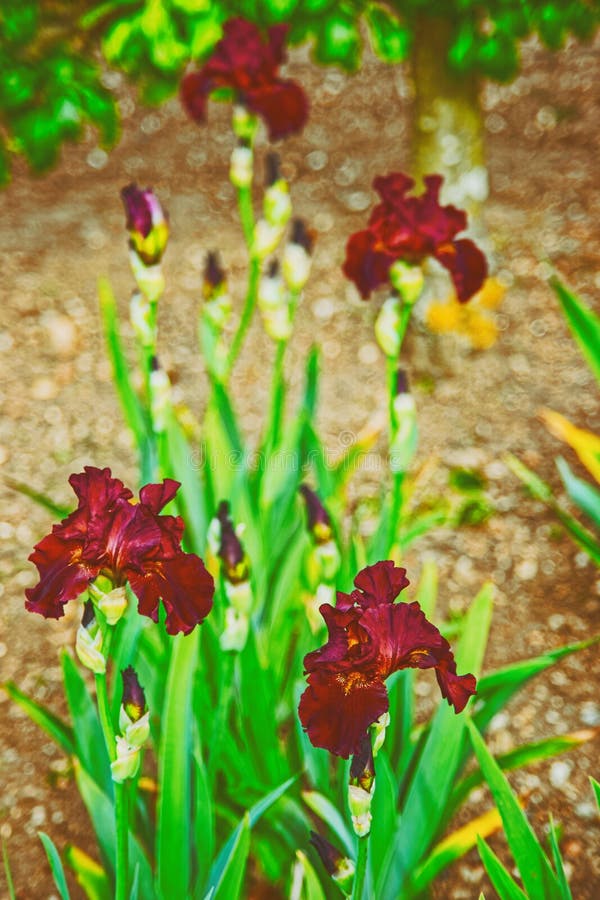 Red Iris Kitchen garden stock photo. Image of summer - 111850644