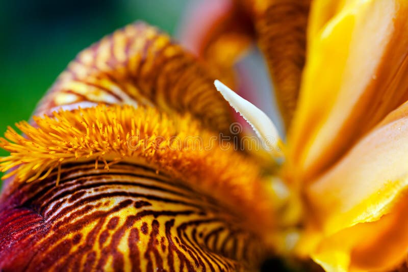 Red iris stock image. Image of green, sunny, iris, beautiful - 72781097