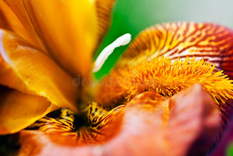 Red iris stock image. Image of romantic, petal, nature - 72781099