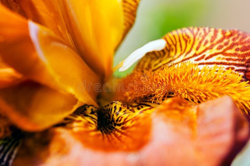 Red iris stock image. Image of romantic, beauty, iris - 72781117