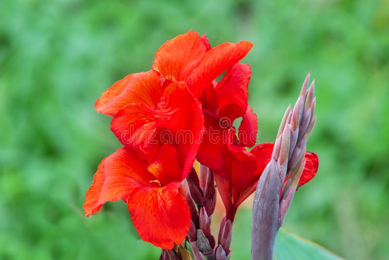 Red iris stock image. Image of iris, color, blossom - 231078469
